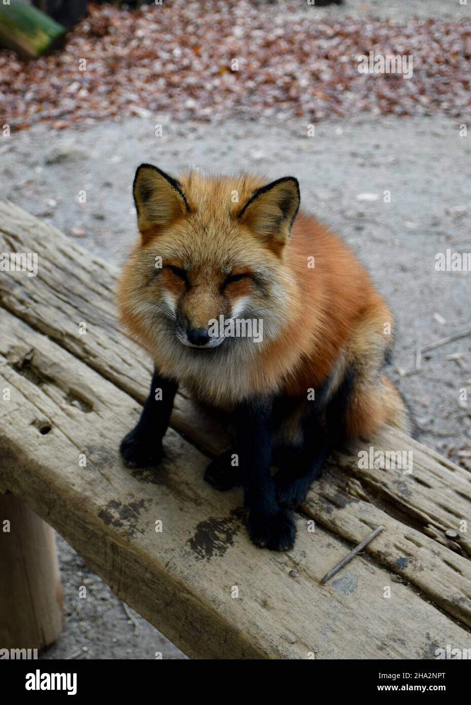 Photo of fox at the fox village in Japan Stock Photo - Alamy