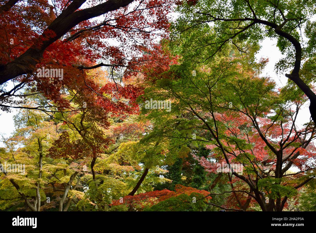 Autumn leaves changing color Stock Photo - Alamy