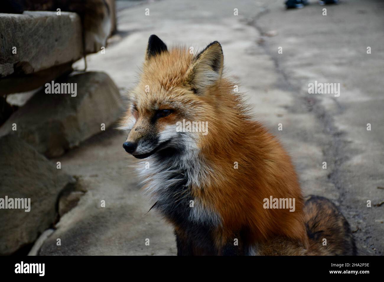 Photo of fox at the fox village in Japan Stock Photo - Alamy