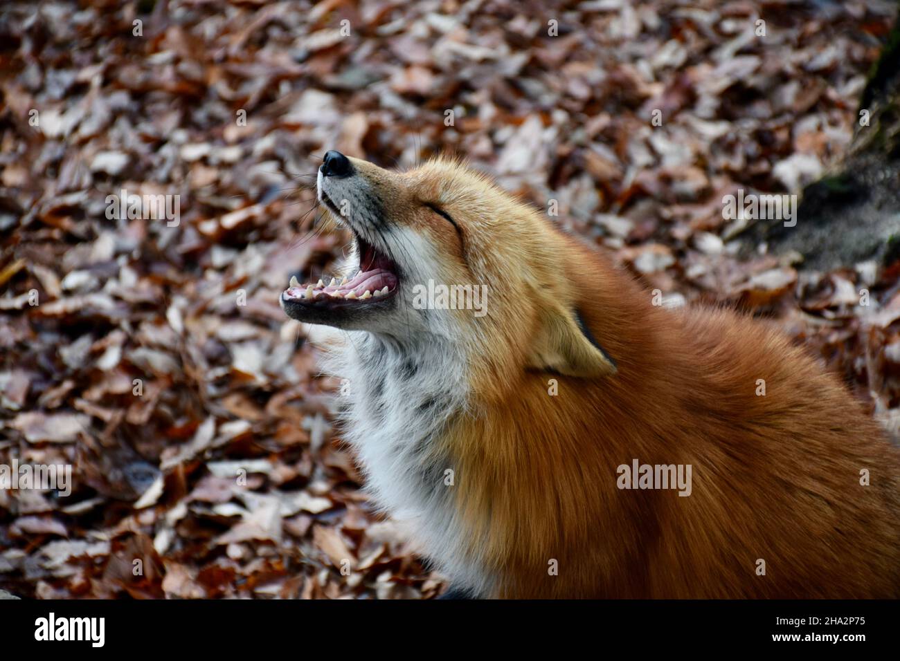 Photo of fox at the fox village in Japan Stock Photo - Alamy
