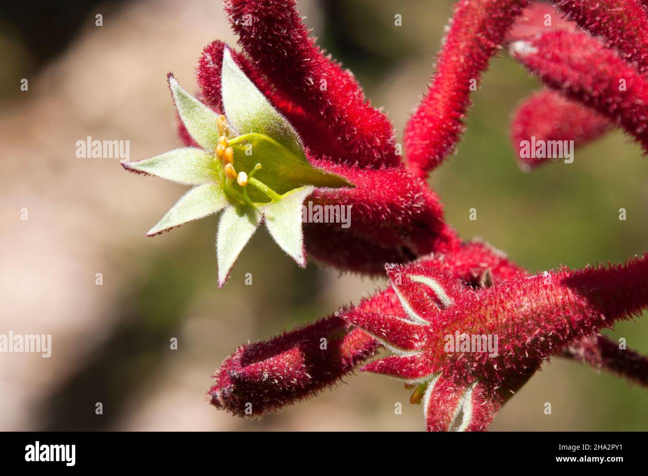 Kangaroo paw plant hi-res stock photography and images - Alamy