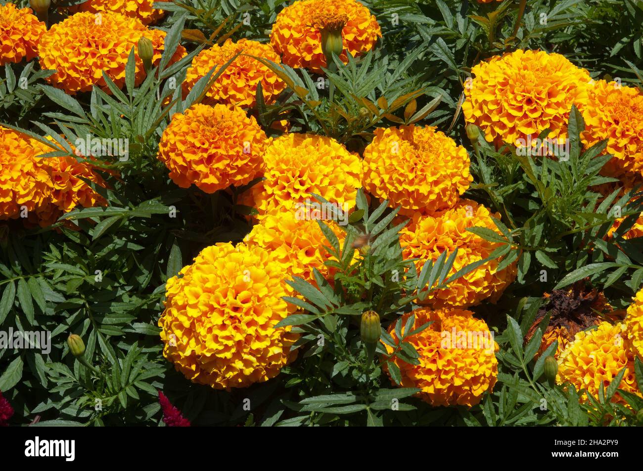 Sydney Australia, orange flowers of a marigold plant Stock Photo - Alamy