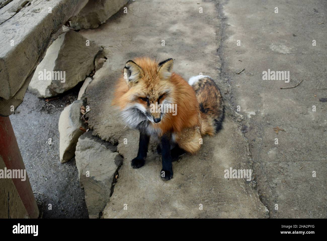 Photo of fox at the fox village in Japan Stock Photo - Alamy