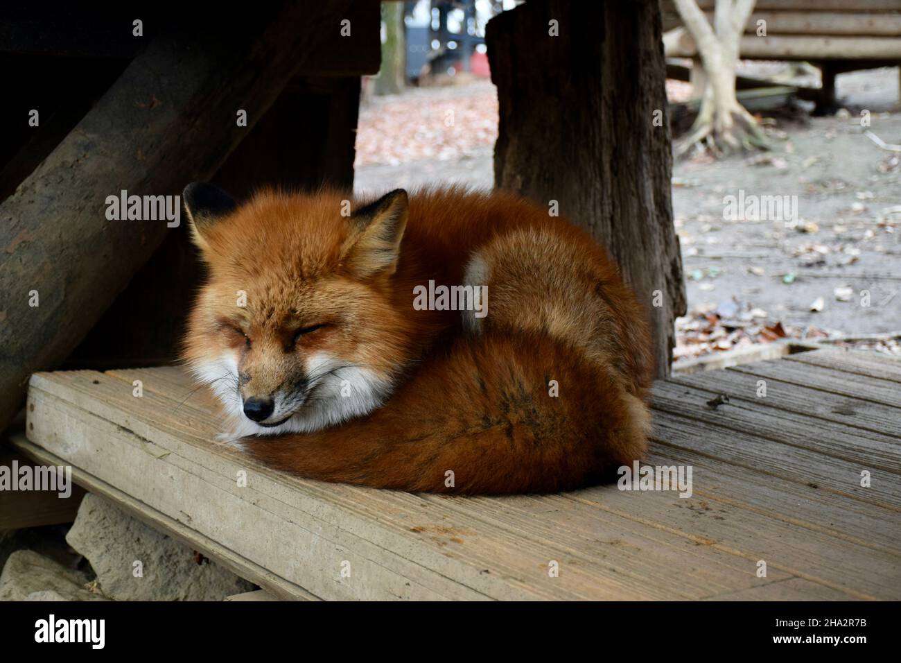 Photo of fox at the fox village in Japan Stock Photo - Alamy