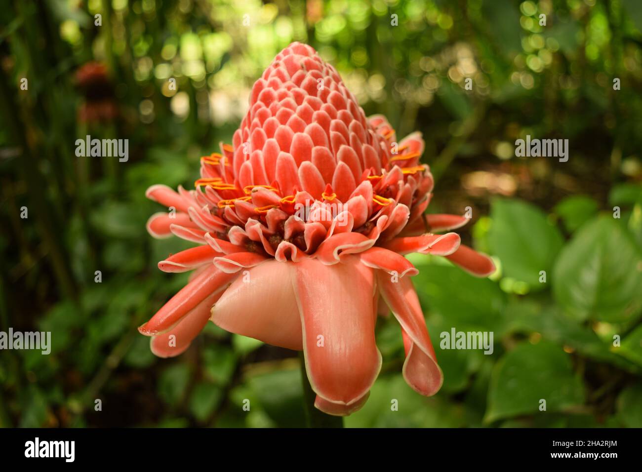 Closeup shot of an Emperor's staff flower (Etilingera elatior) with a ...