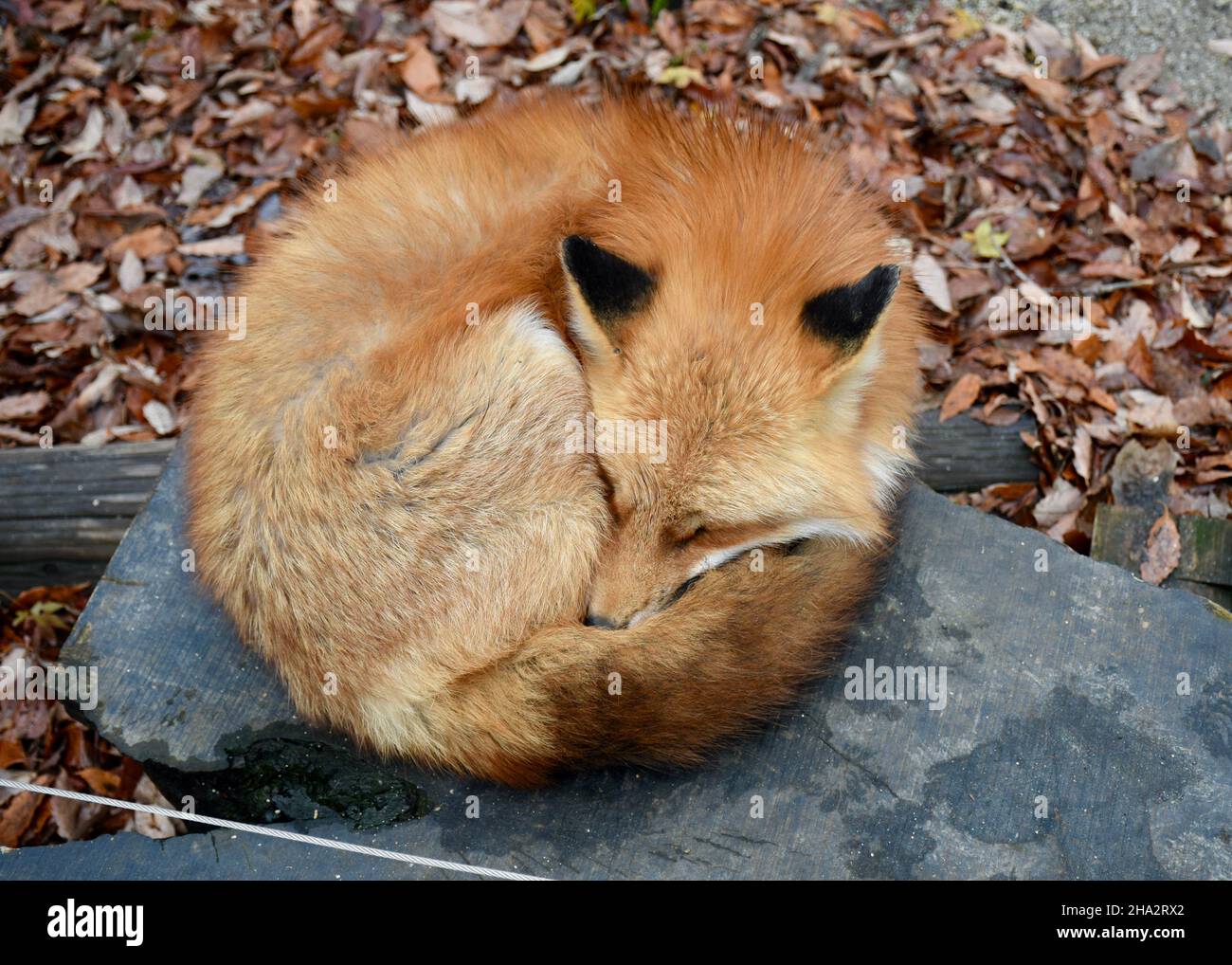 Photo of fox at the fox village in Japan Stock Photo - Alamy