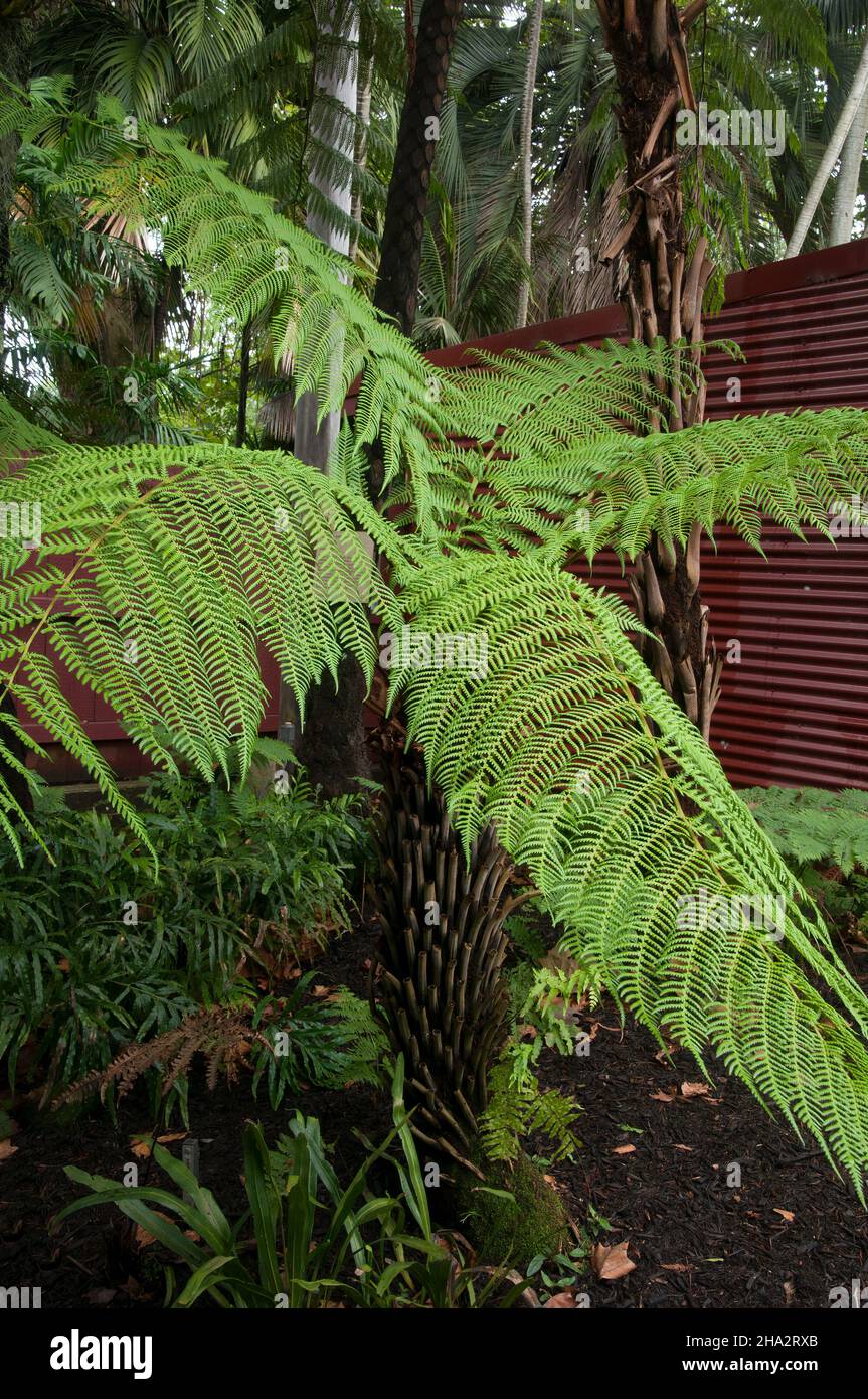 Sydney Australia, tropical fern on a damp overcast day Stock Photo - Alamy