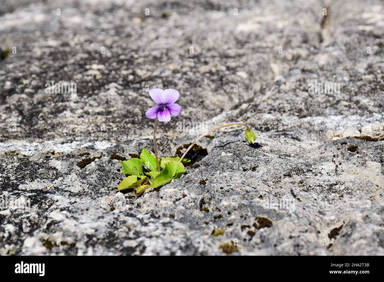 Flower growing out rock hi-res stock photography and images - Alamy