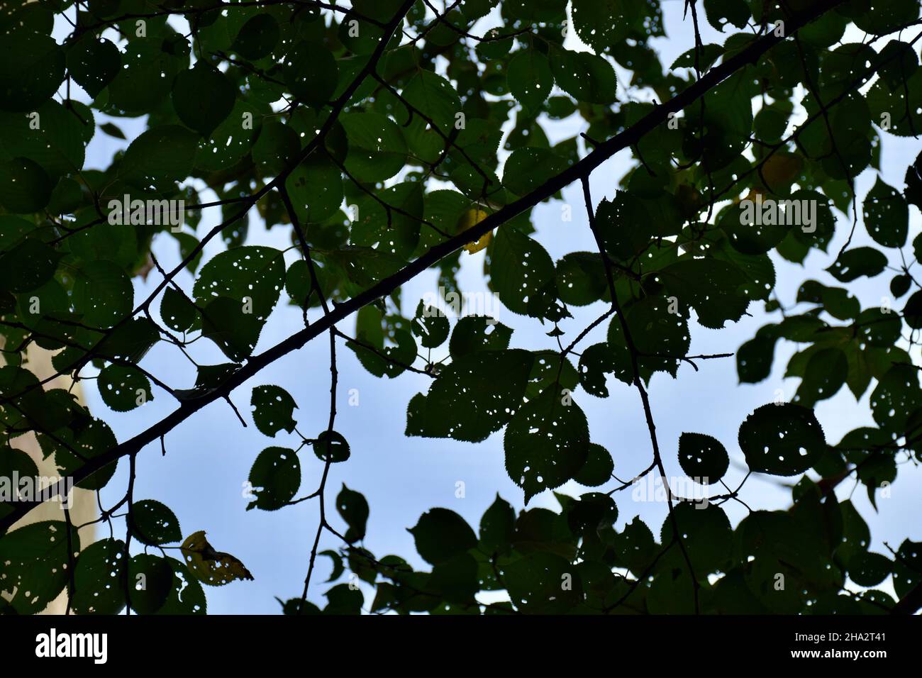 Clear sky through the branches and leaves of a tree Stock Photo - Alamy