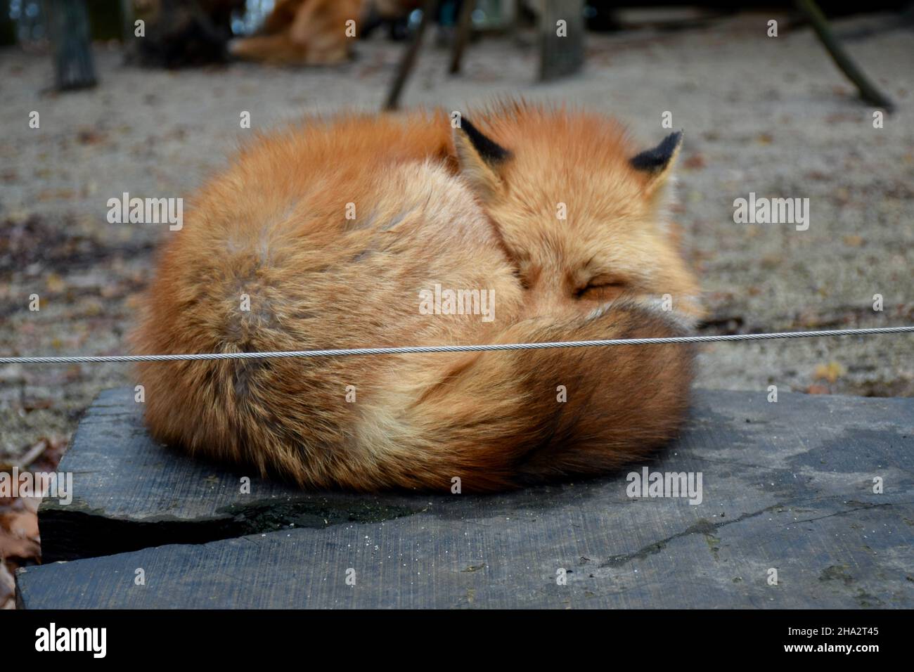 Photo of fox at the fox village in Japan Stock Photo - Alamy