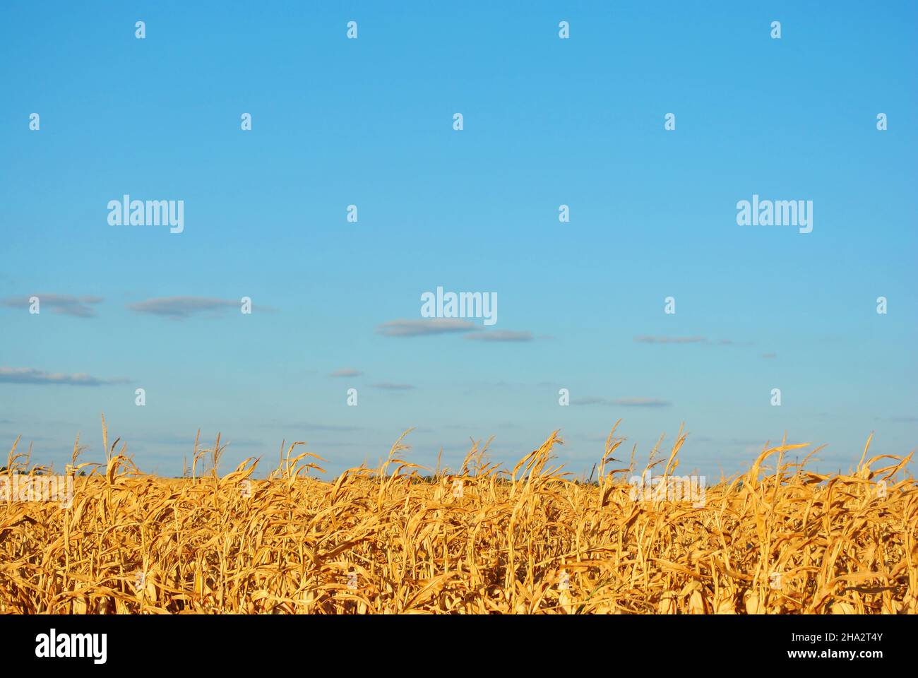 Dry golden yellow maize field on bright blue cloudy sky background ...