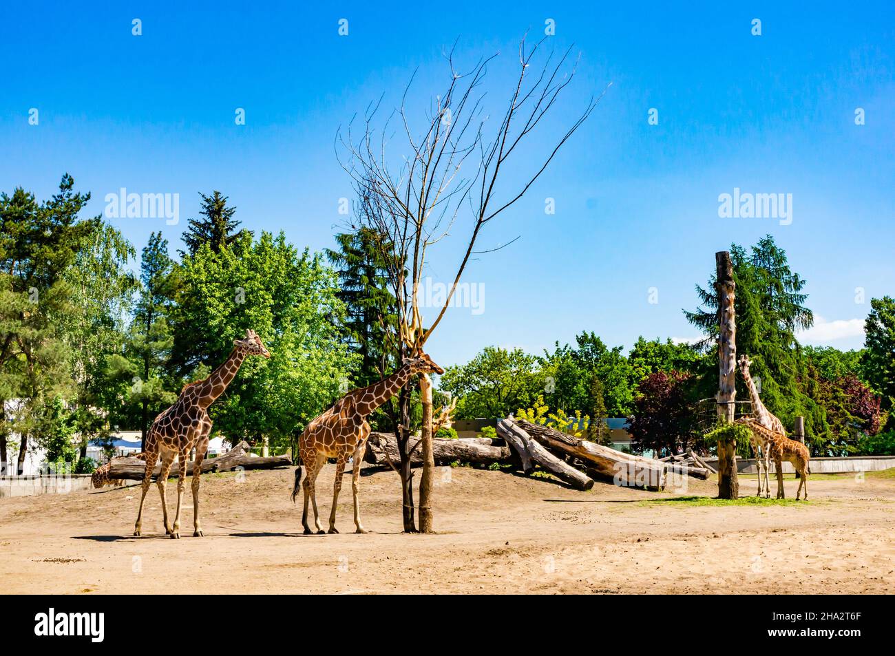 WROCLAW, POLAND - May 06, 2018: A group of giraffes and trees in the ...