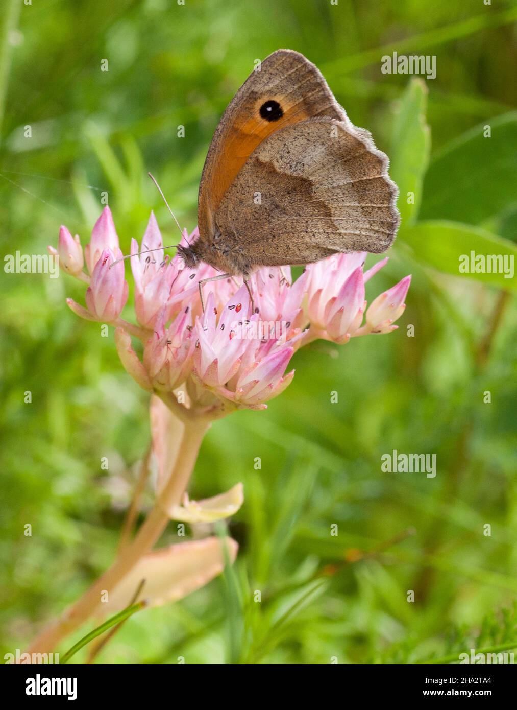 MEADOW BROWN Maniola Jurtina Stock Photo - Alamy