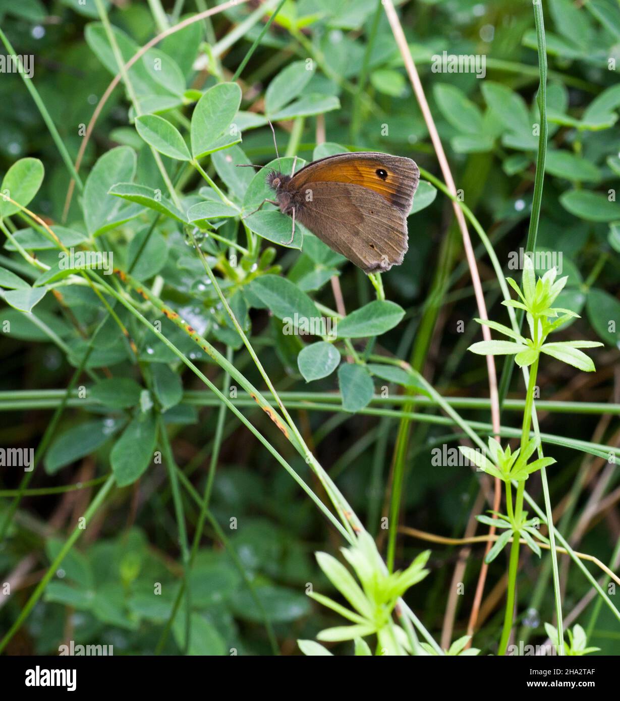MEADOW BROWN Maniola Jurtina Stock Photo - Alamy