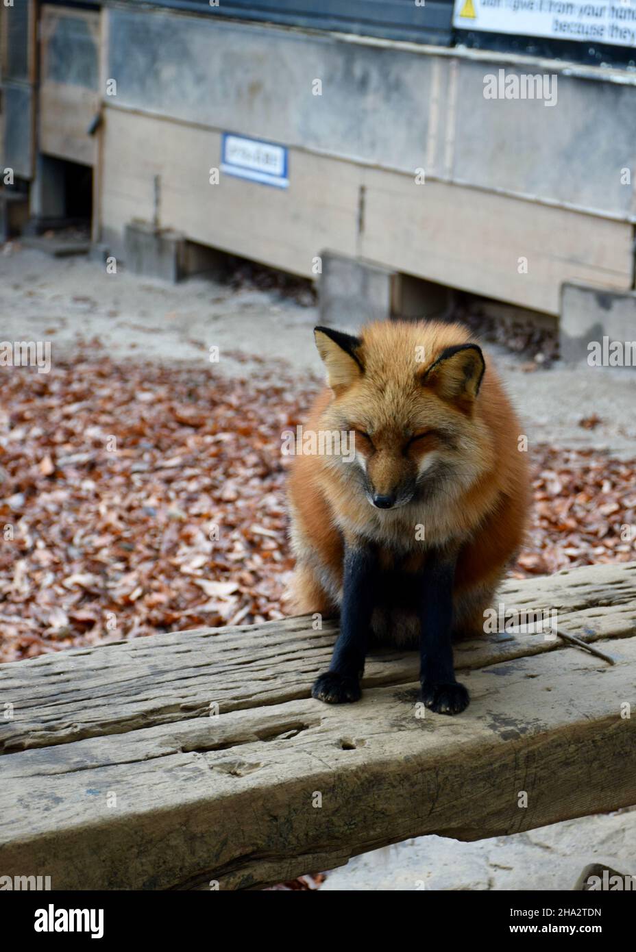 Photo of fox at the fox village in Japan Stock Photo - Alamy