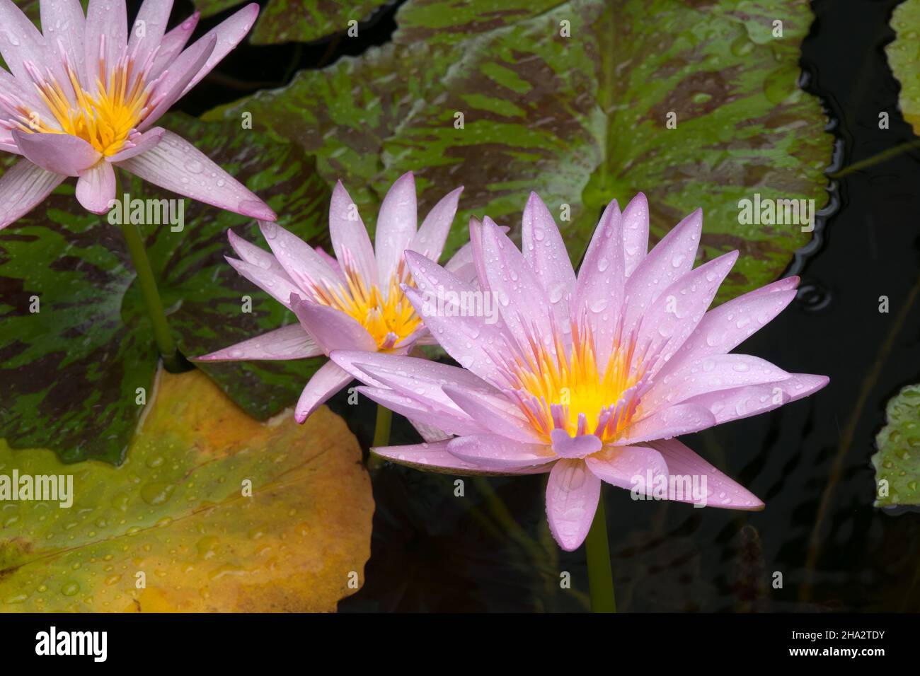 Sydney Australia, pink water lily blooms in pond Stock Photo - Alamy