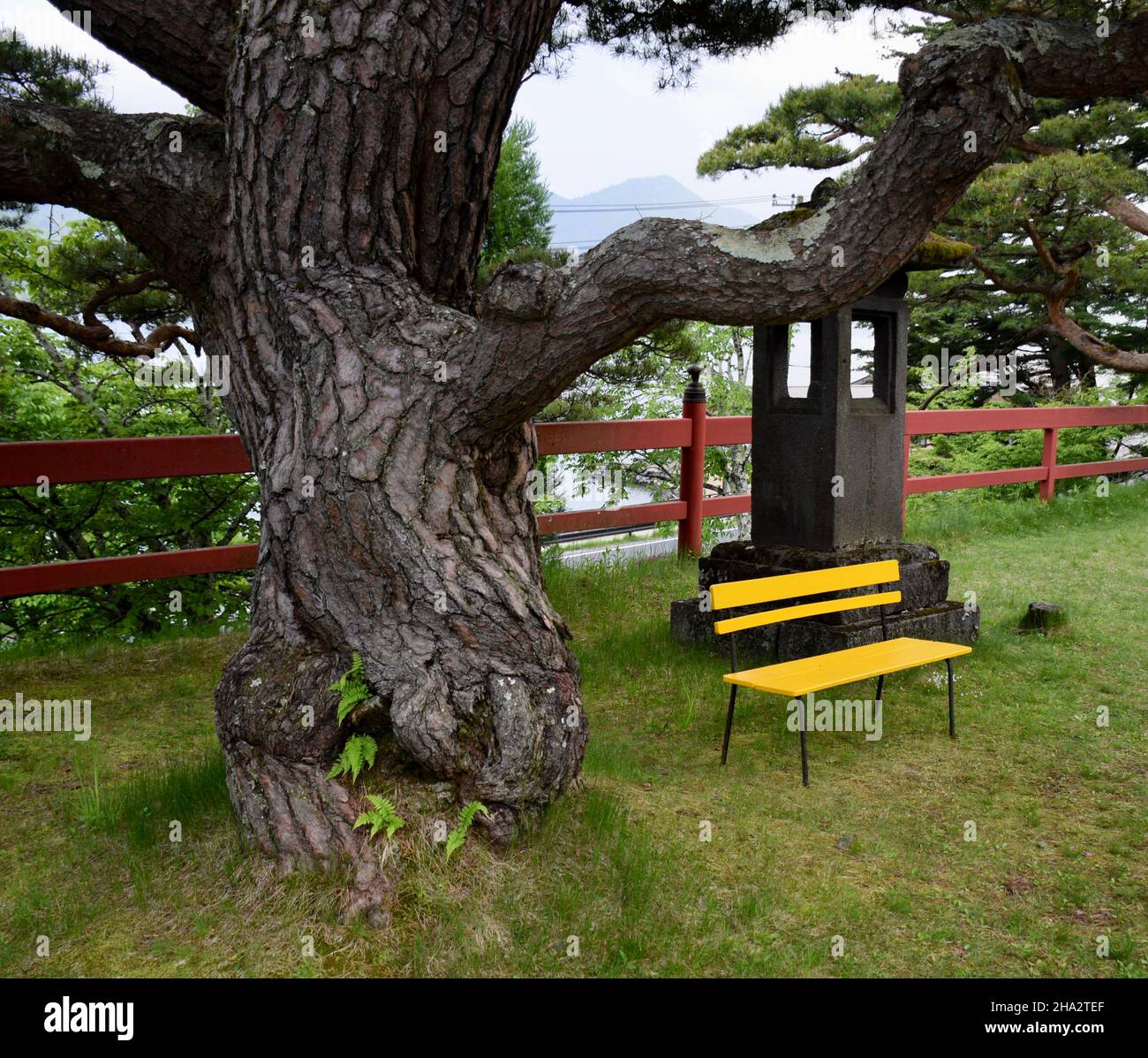 Yellow bench by a tree at a temple in Japan Stock Photo - Alamy