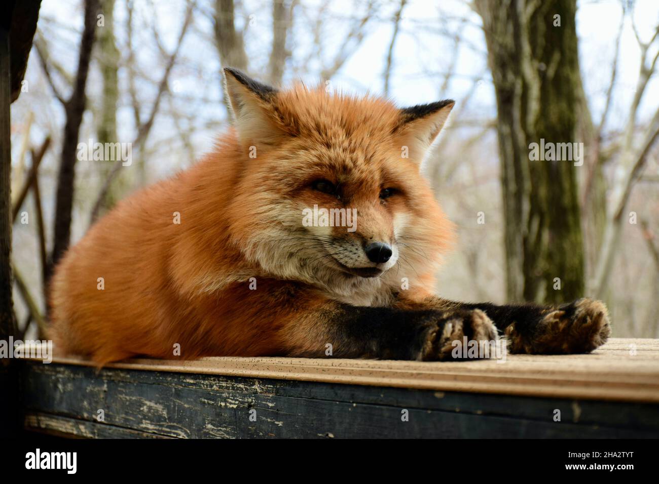 Photo of fox at the fox village in Japan Stock Photo - Alamy