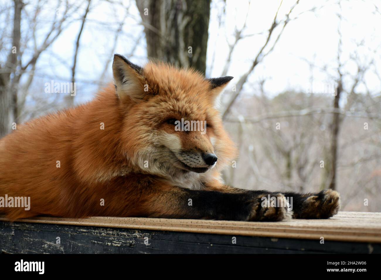 Photo of fox at the fox village in Japan Stock Photo - Alamy