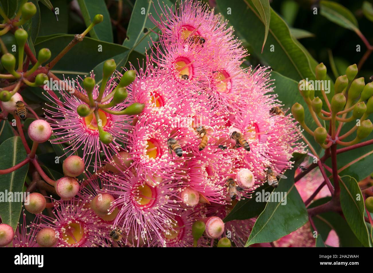 Sydney Australia, branch of pink flowers of an Australian native ...