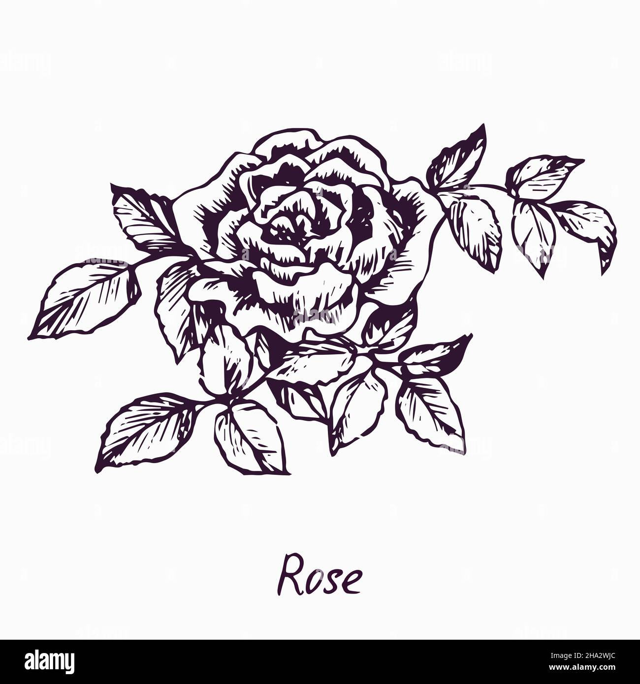 Rose, flower, leaves, doodle ink drawing with inscription, vintage ...