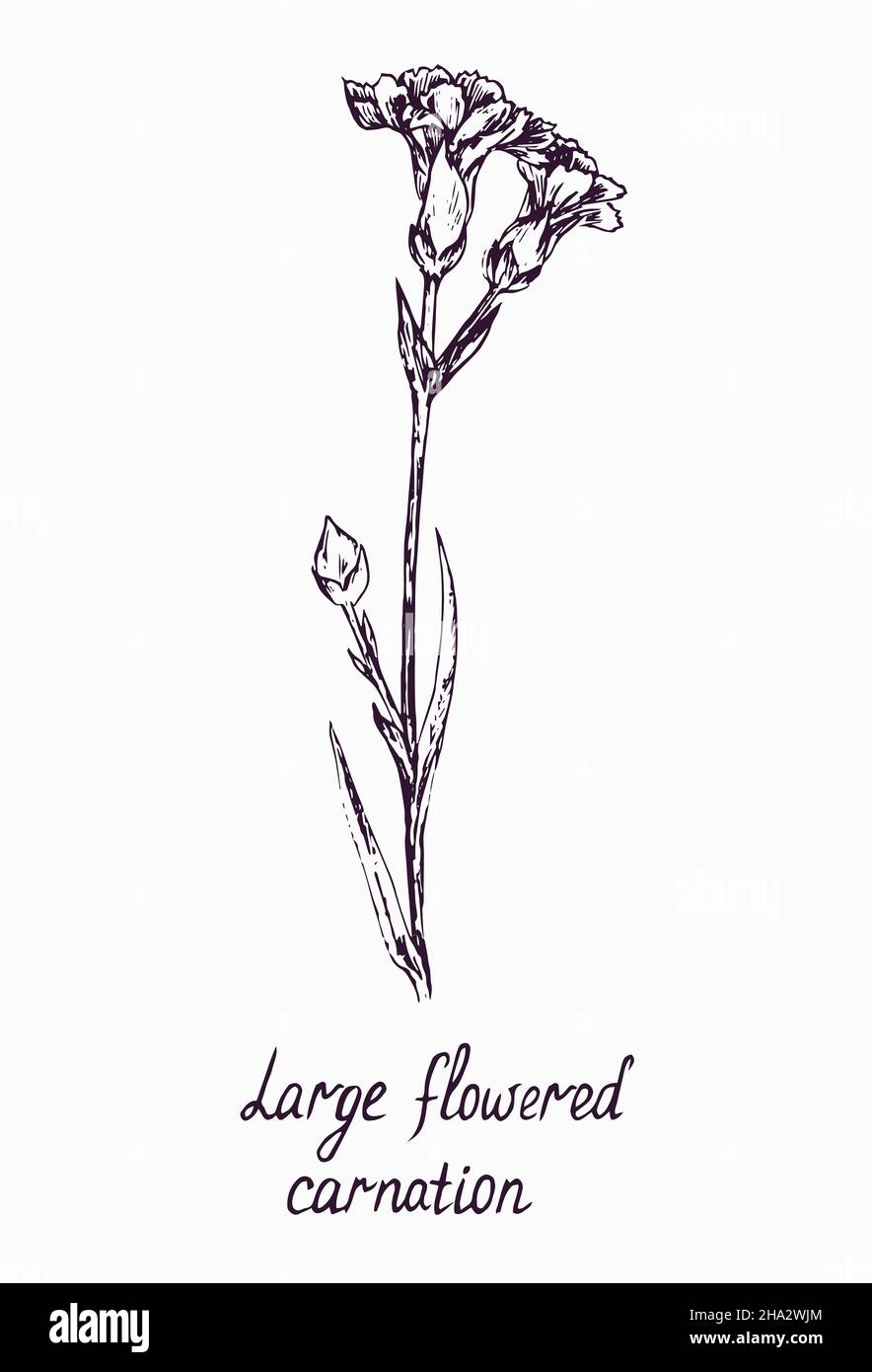 Large flowered carnation, stem with bud and leaves, doodle drawing with ...