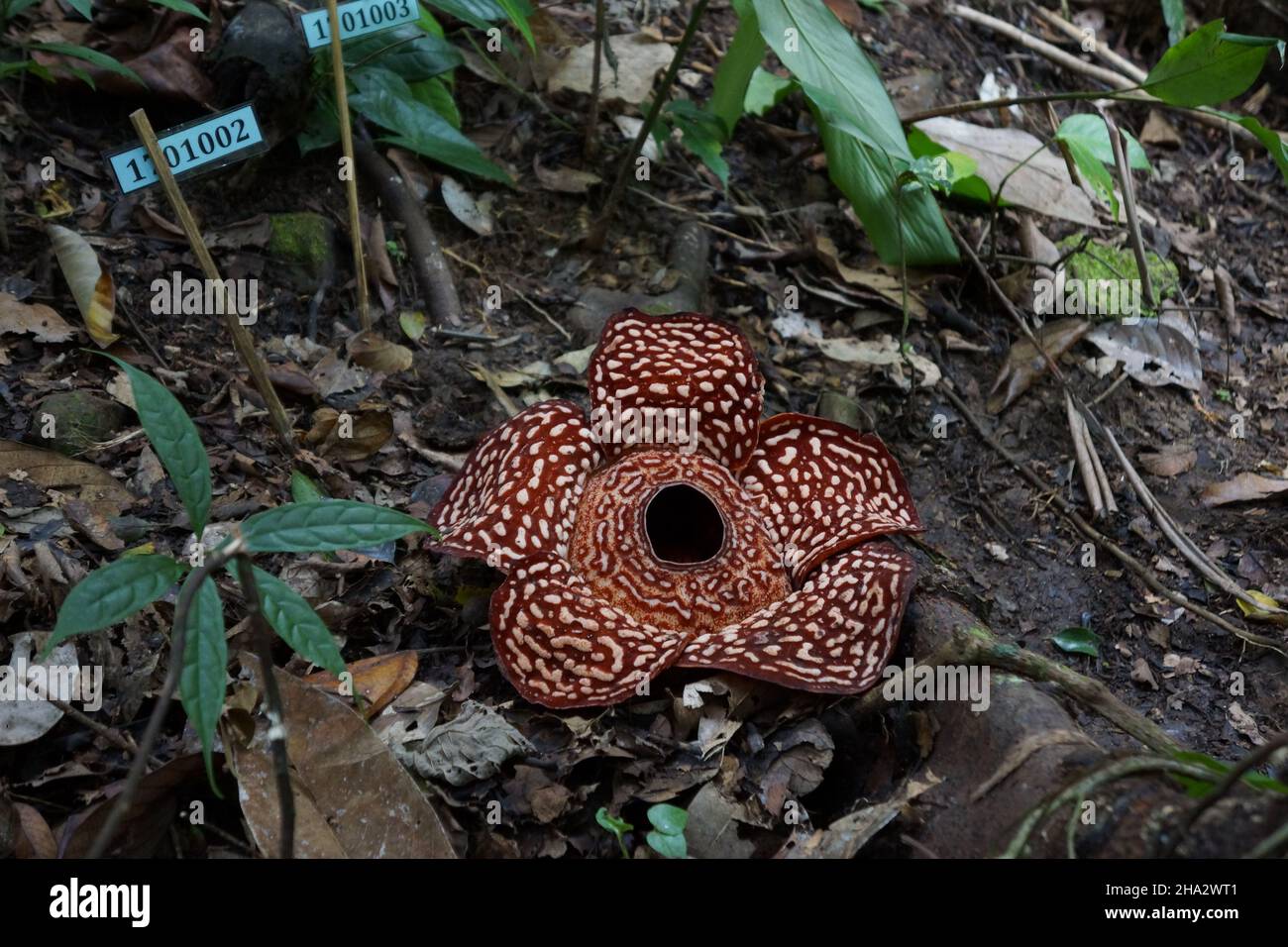 Biggest flower in the world - rafflesia in Malaysia Sabah jungle Stock ...