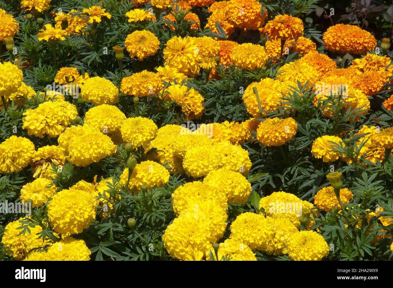Sydney Australia, orange and yellow flowers of a garden of marigold ...