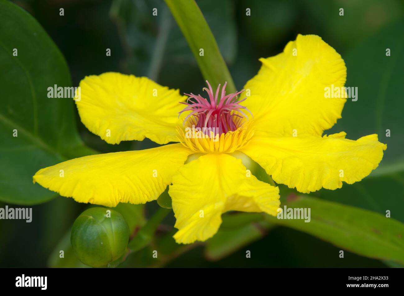 Sydney Australia, yellow flower with pink spiky centre of the golden ...