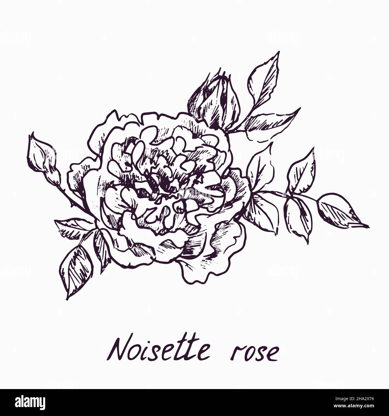 Noisette rose, flower, leaves and buds, doodle ink drawing with ...