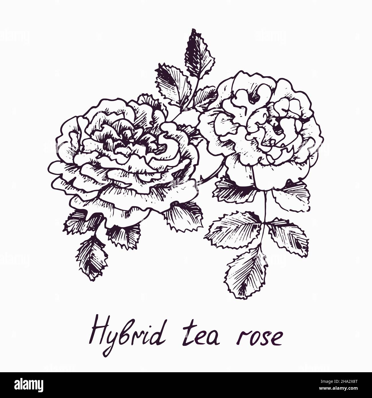 Hybrid tea rose, flower and leaves, doodle ink drawing with inscription ...