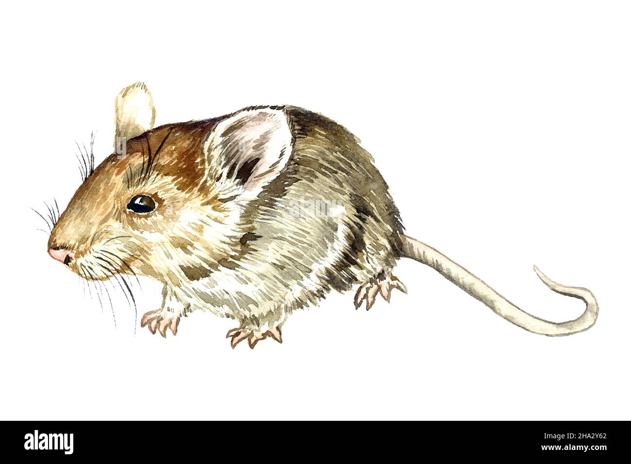 House mouse (Mus musculus) side view, hand painted watercolor ...