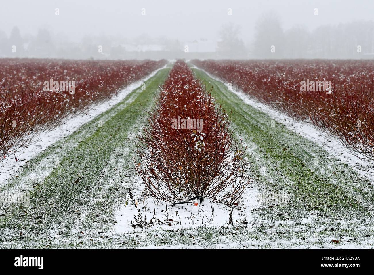 Potsdam, Germany. 10th Dec, 2021. In dreary weather, blueberry bushes ...