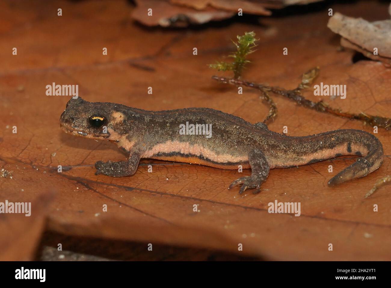 Detailed closeup on a juvenile, terrestrial Northern Banded Newt ...