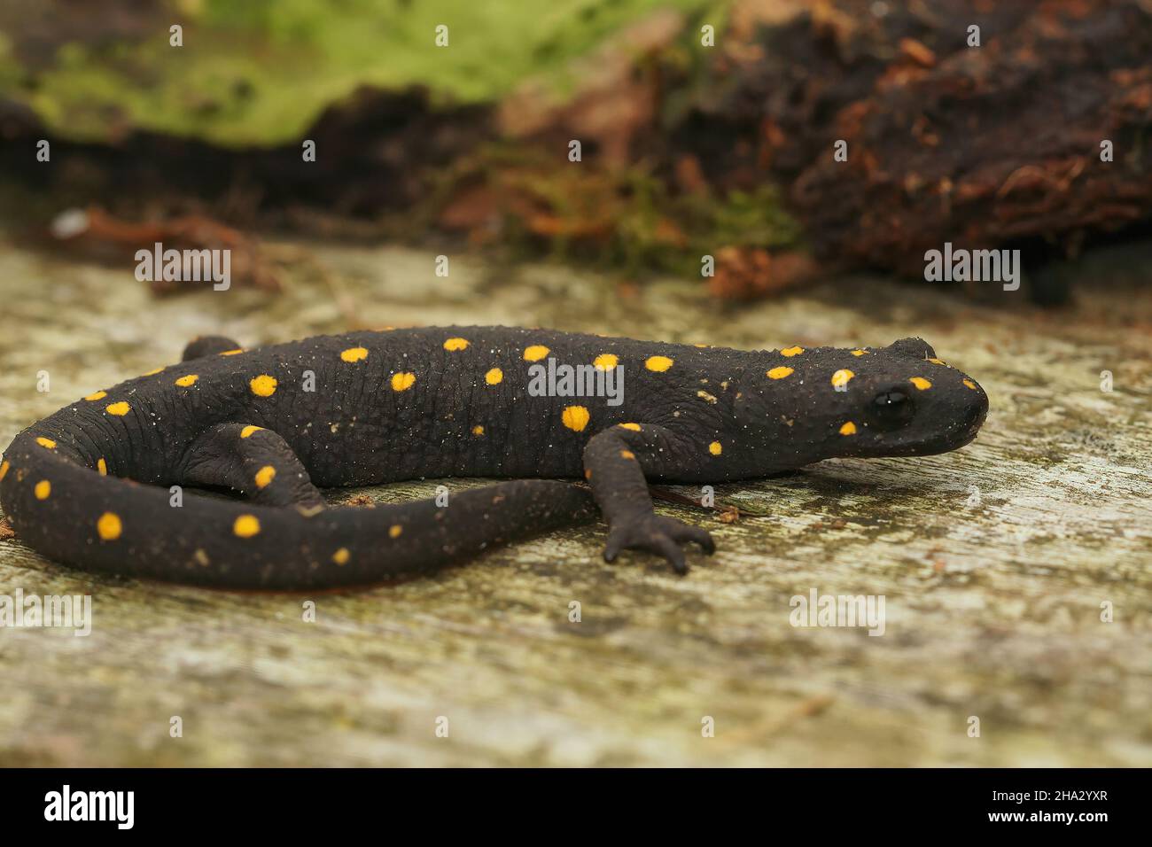 Full body closeup on a beautiful , terrestrial adult Anatolian spotted ...