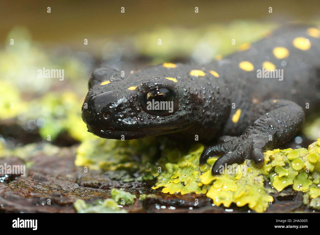 Closeup on the head of the colorful, but endangered Anatolian spotted ...