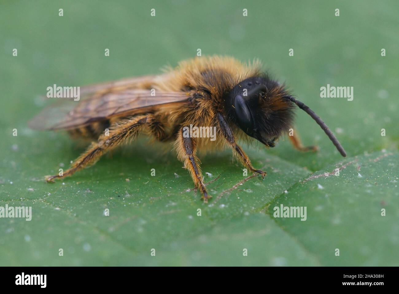 Closeup on a hairy male Yellow legged mining bee, Andrena flavipes ...