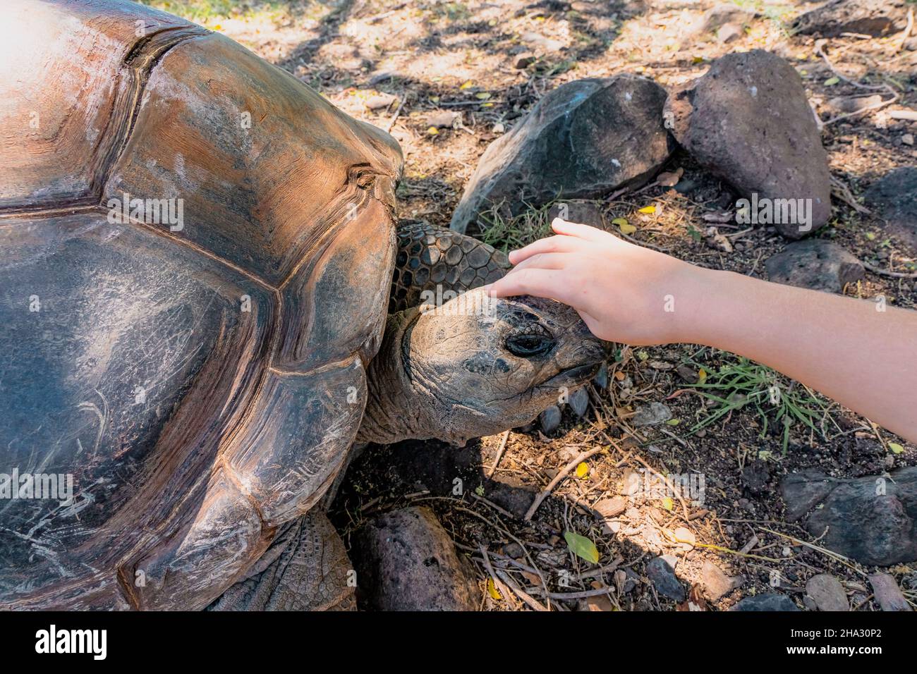 Mauritius reptiles hi-res stock photography and images - Alamy