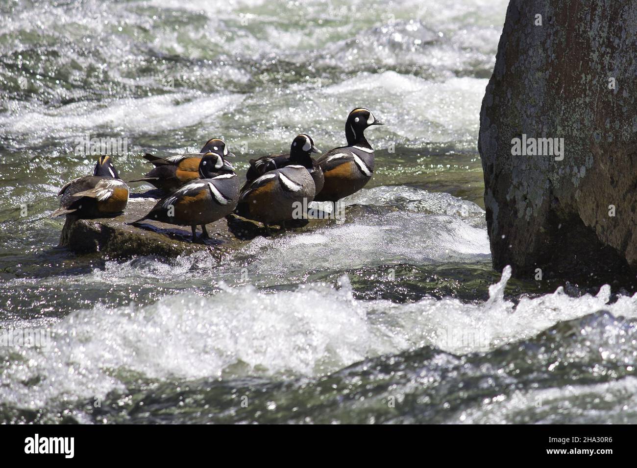 Group of harlequin ducks on a rock in the middle of a rushing river ...