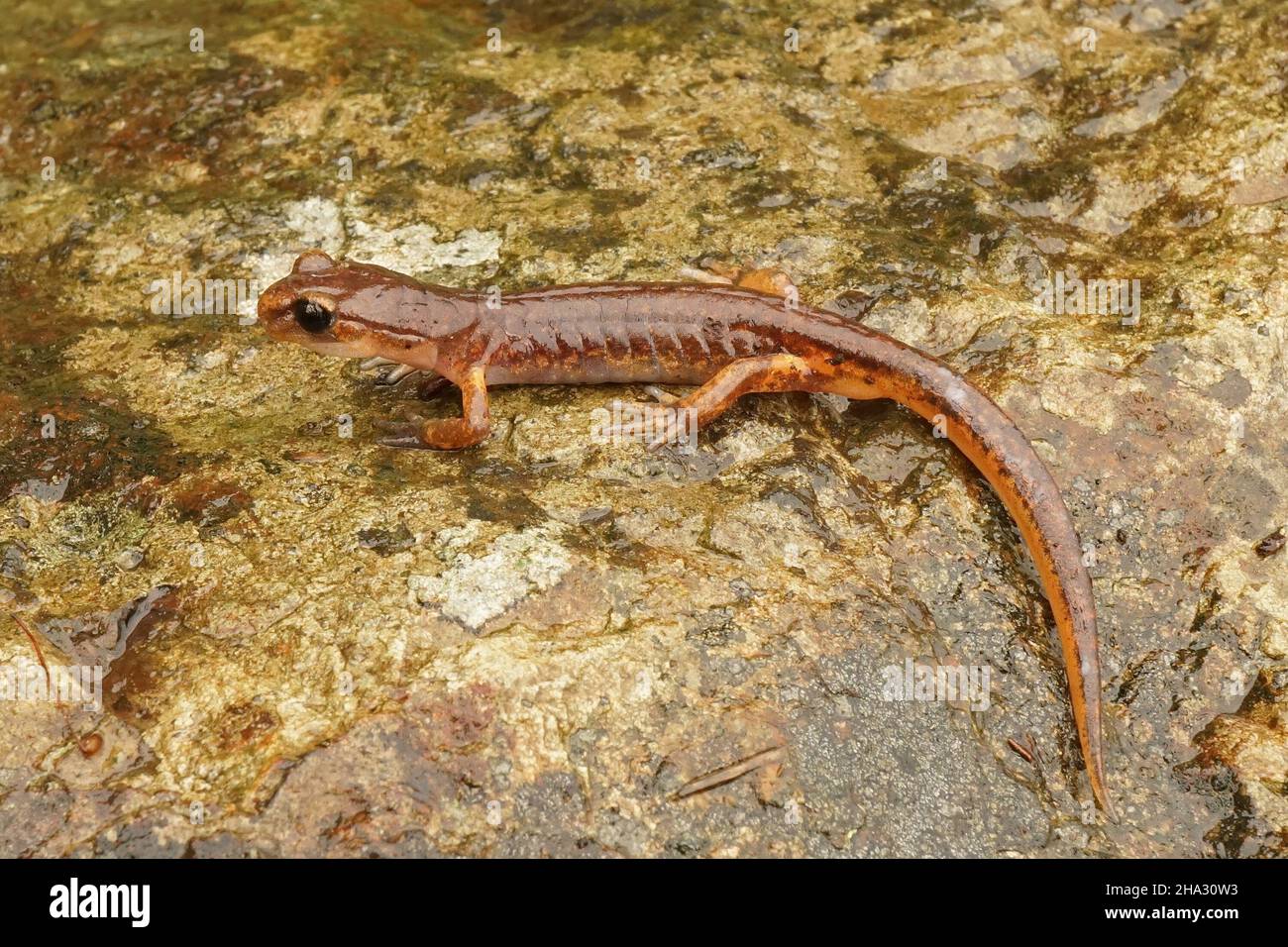 Closeup of an adult male Ensatina eschscholtzii salamander from ...