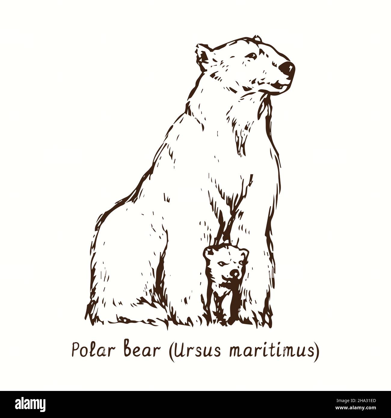 Polar Bear Cubs And Mother Drawing