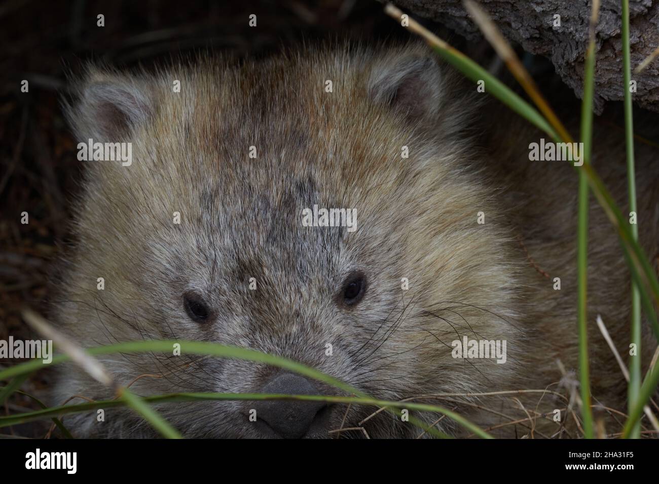 Baby wombat hi-res stock photography and images - Alamy