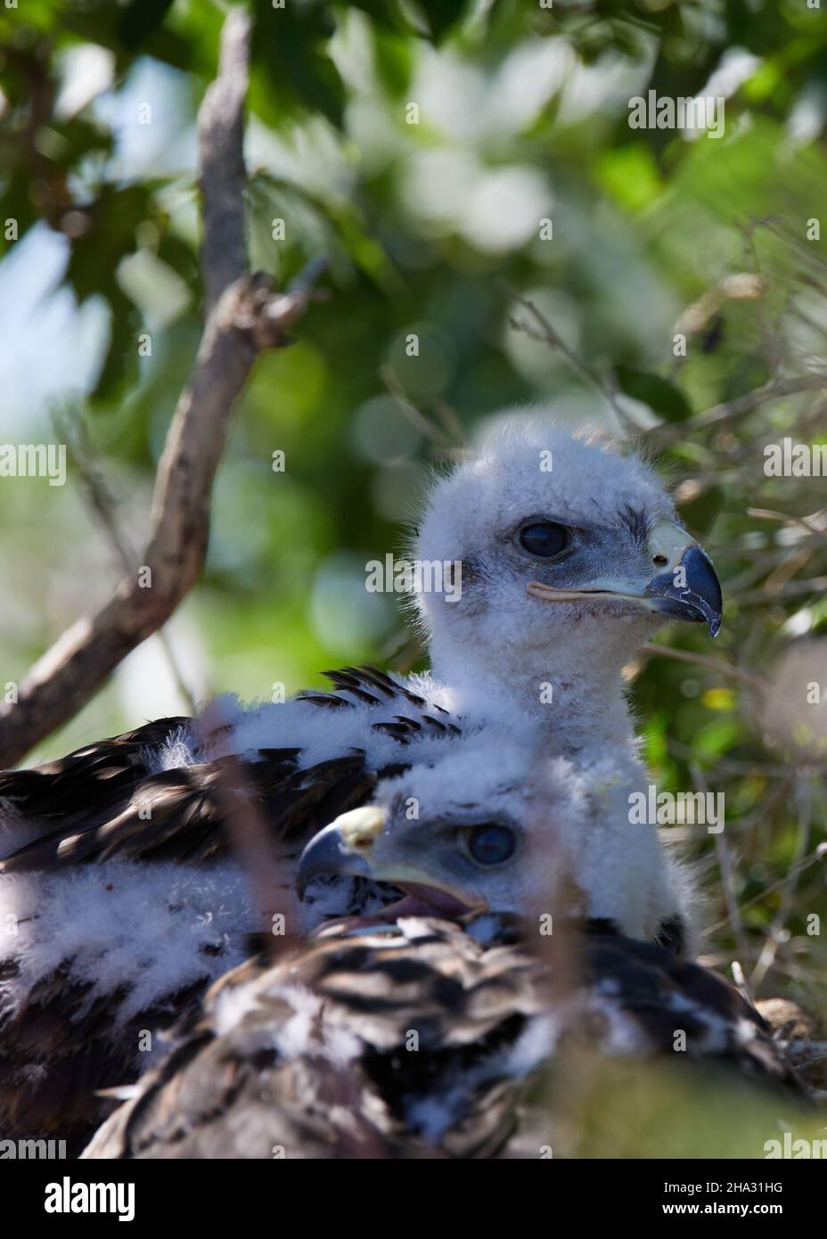 Ferruginous hawk chicks hi-res stock photography and images - Alamy