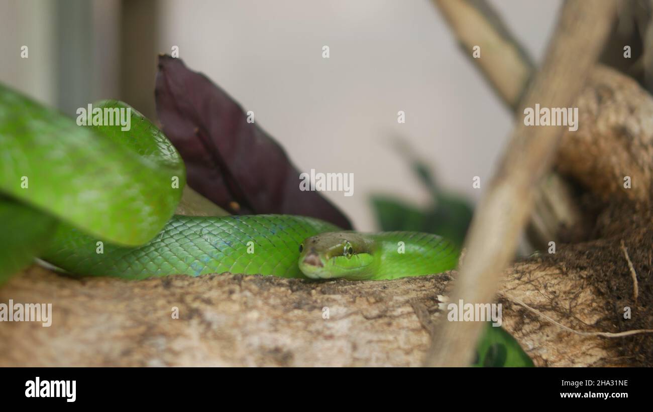 Closeup of a green snake in a cage Stock Photo - Alamy
