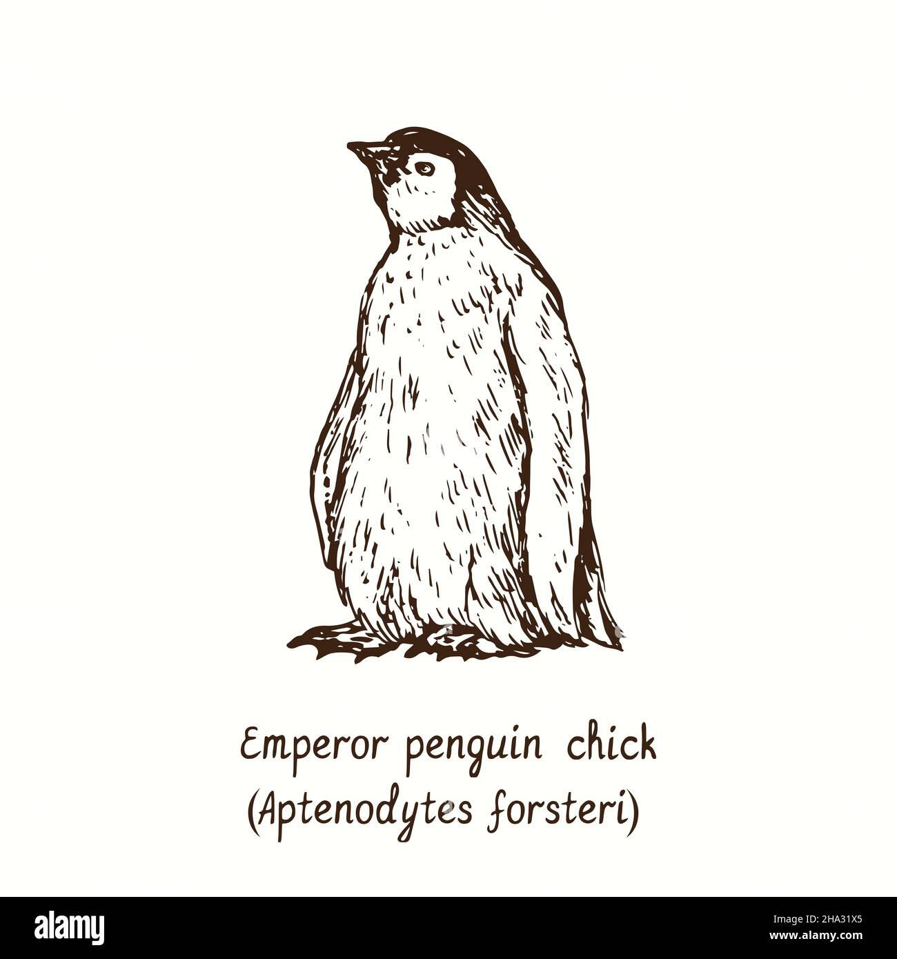Black white drawing penguin hi-res stock photography and images - Alamy