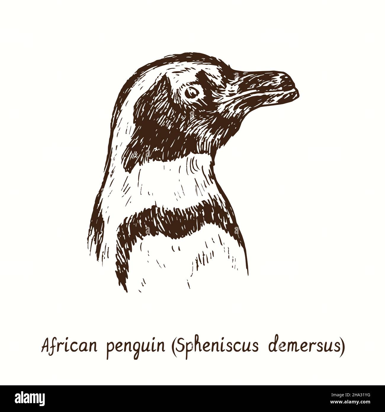 Penguin Face High Resolution Stock Photography and Images - Alamy