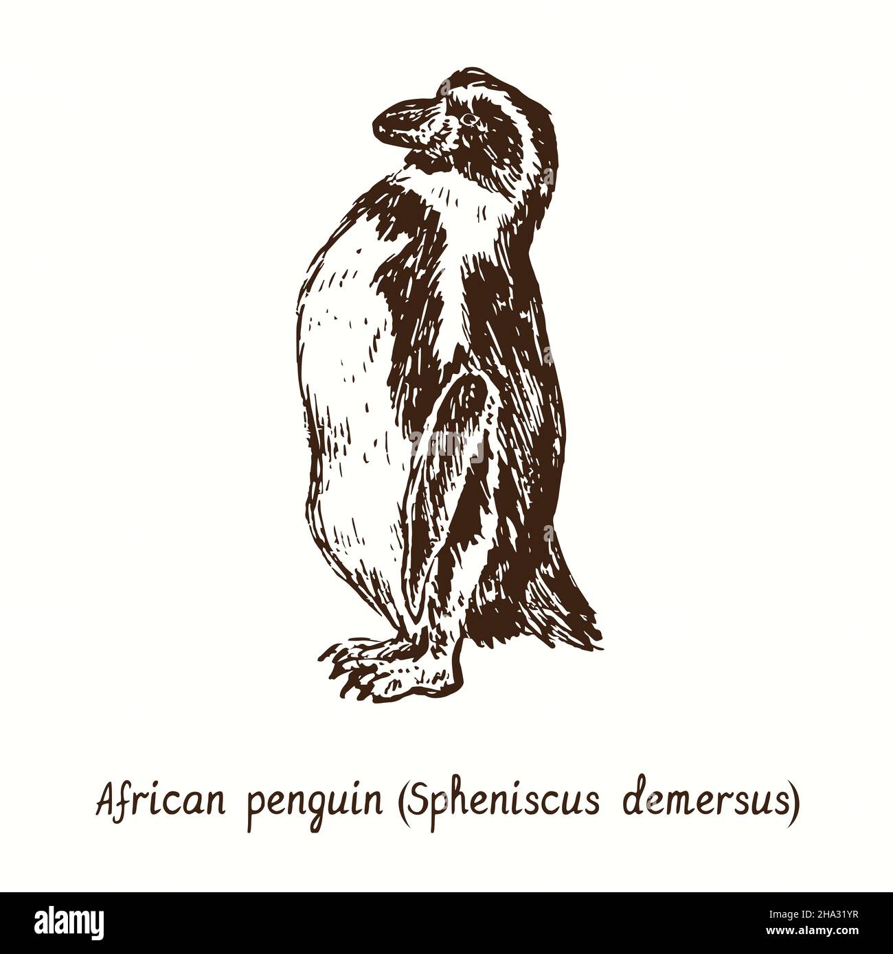 Black white drawing penguin hi-res stock photography and images - Alamy