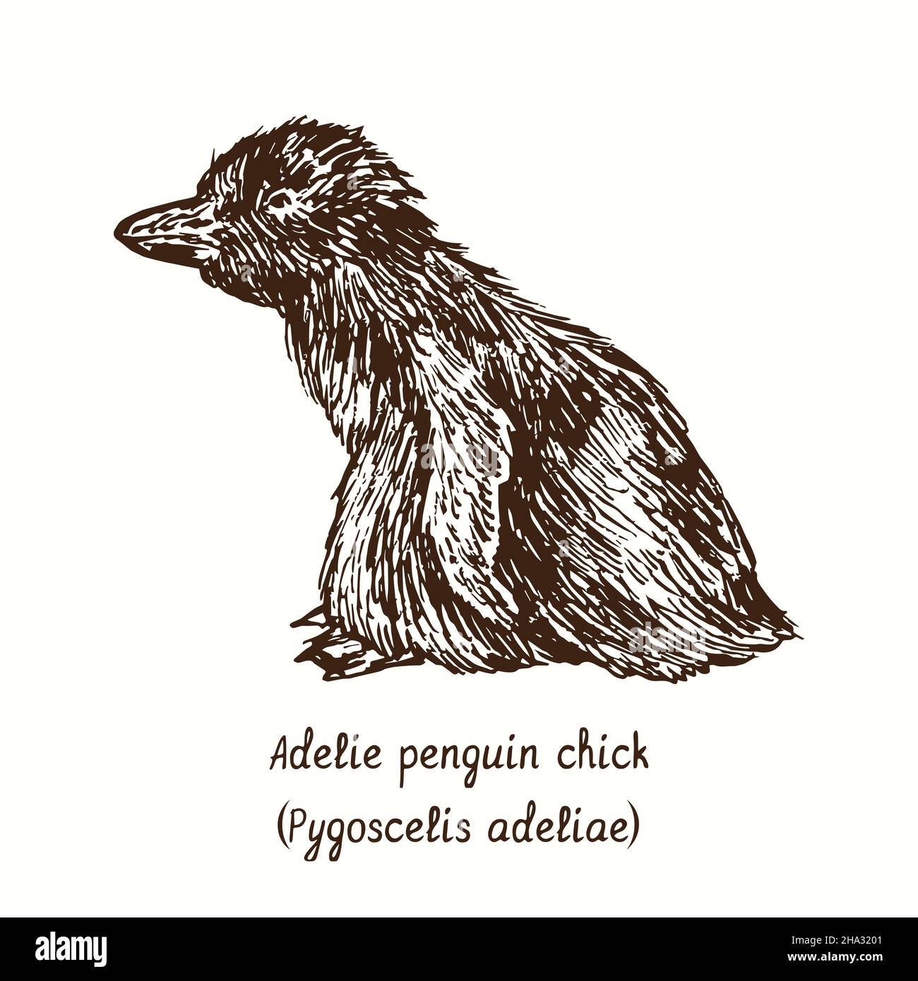 Adelie penguin (Pygoscelis adeliae) chick standing side view. Ink black ...