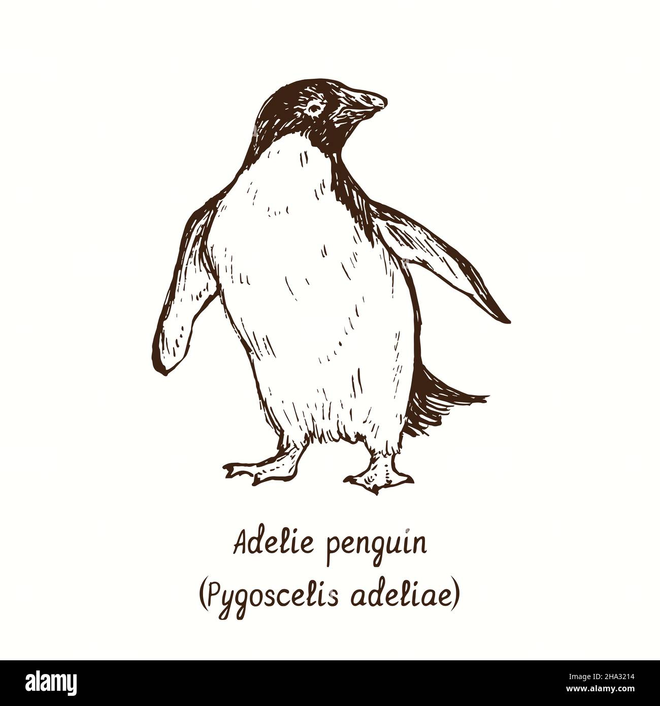 Penguin face not cartoon not kawaii Cut Out Stock Images & Pictures - Alamy