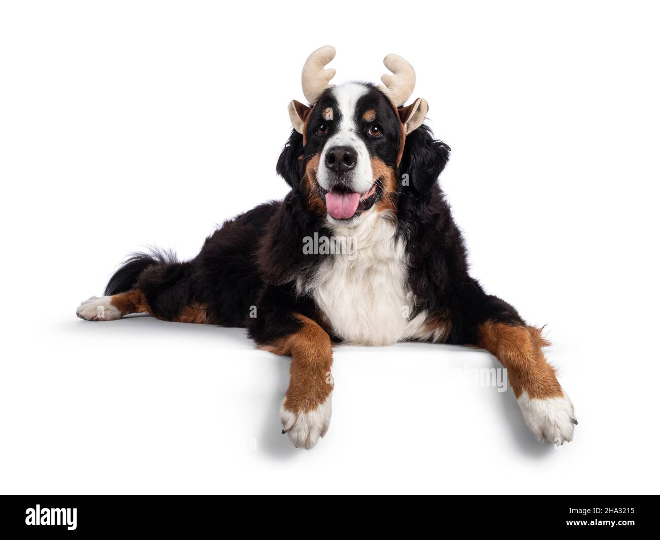 Cute dog christmas deer Cut Out Stock Images & Pictures - Alamy